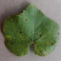 Yolo (yolo-bjhhm) - Roboflow Universe