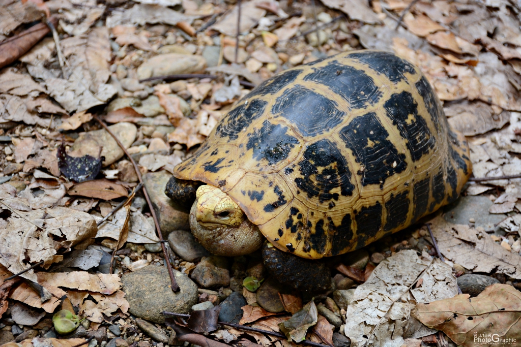 turtle Object Detection Dataset by pim