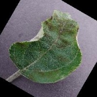 apple scab disease Object Detection Dataset and Pre-Trained Model by free