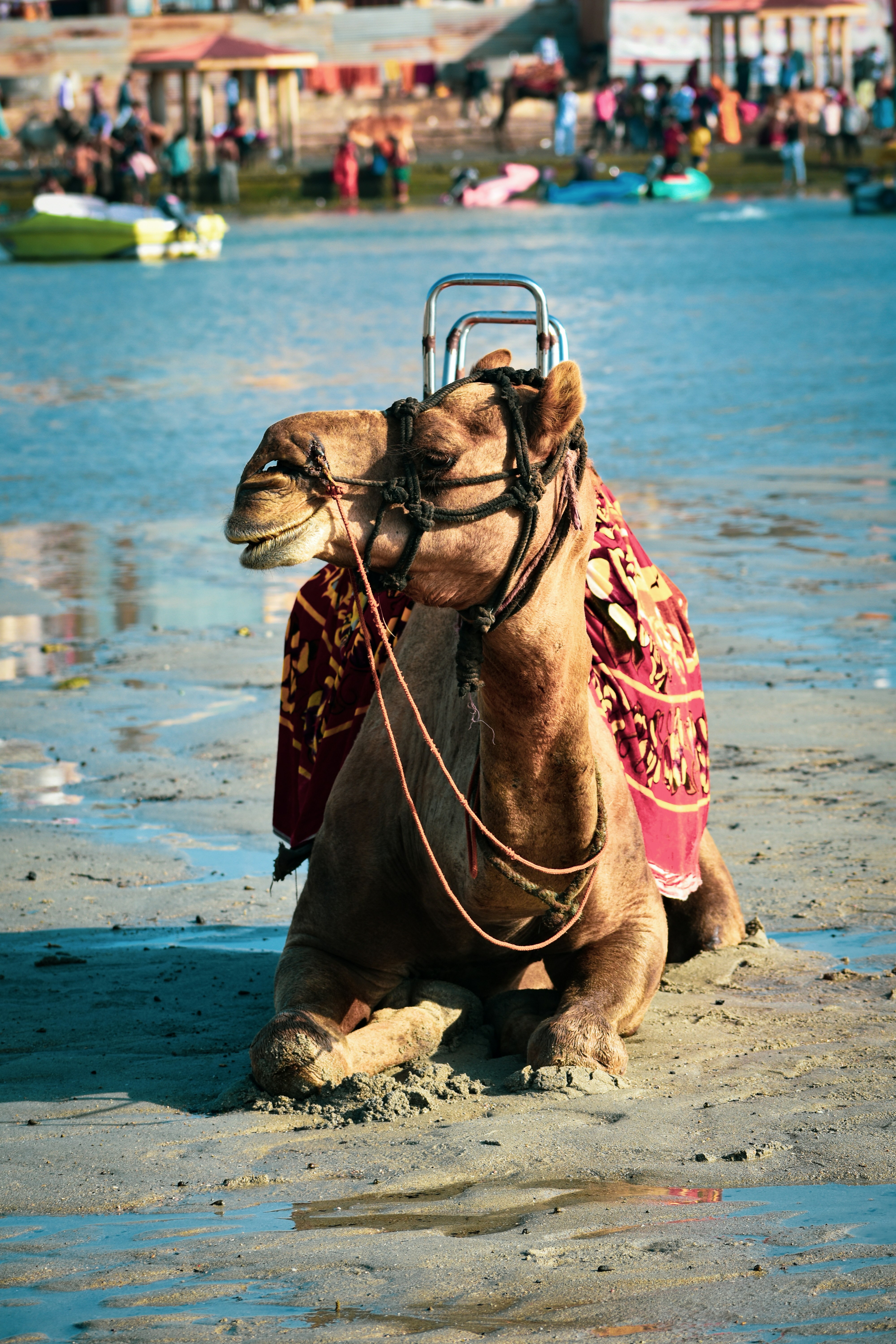 camel Object Detection Model by fek yolo