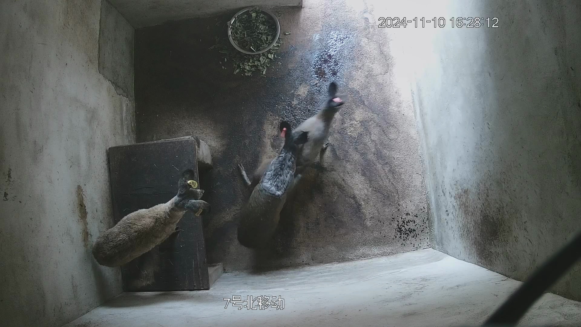 Musk Deer Mating Detection V3 Object Detection Dataset And Pre Trained Model By Deer