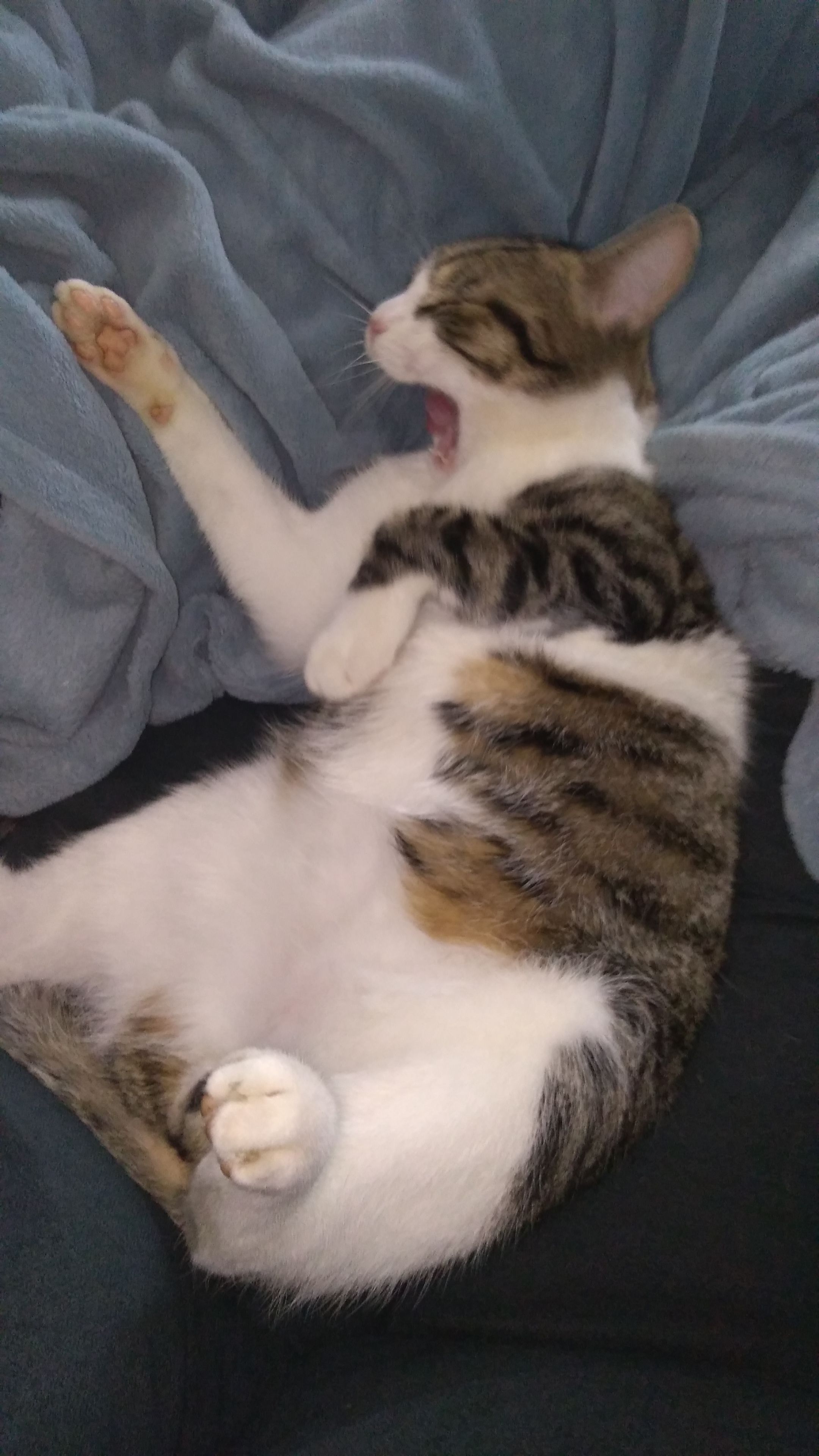 Chat Object Detection Dataset and Pre-Trained Model by test