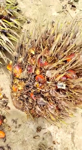 palm ripeness detection Object Detection Model by adhiem