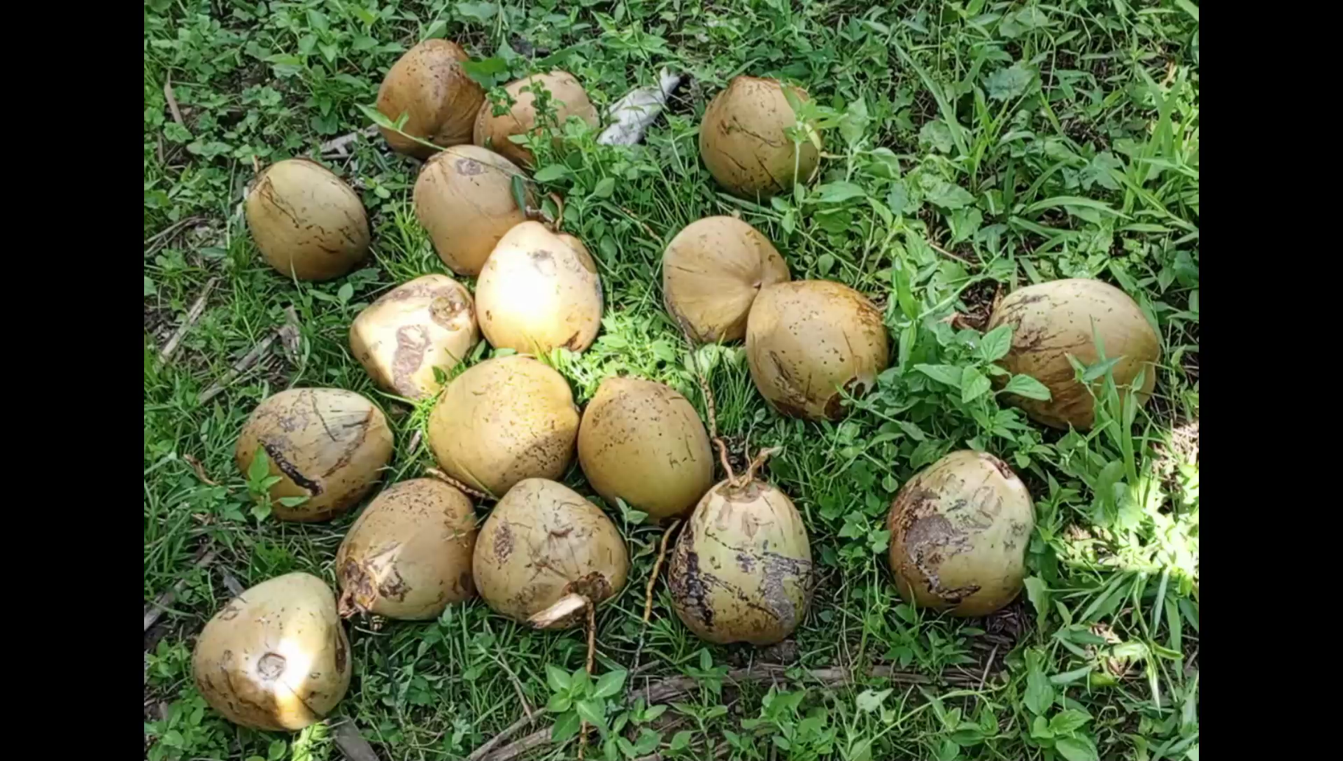 COCOBOT Maturity Detection Object Detection Dataset by Coconut maturity ...