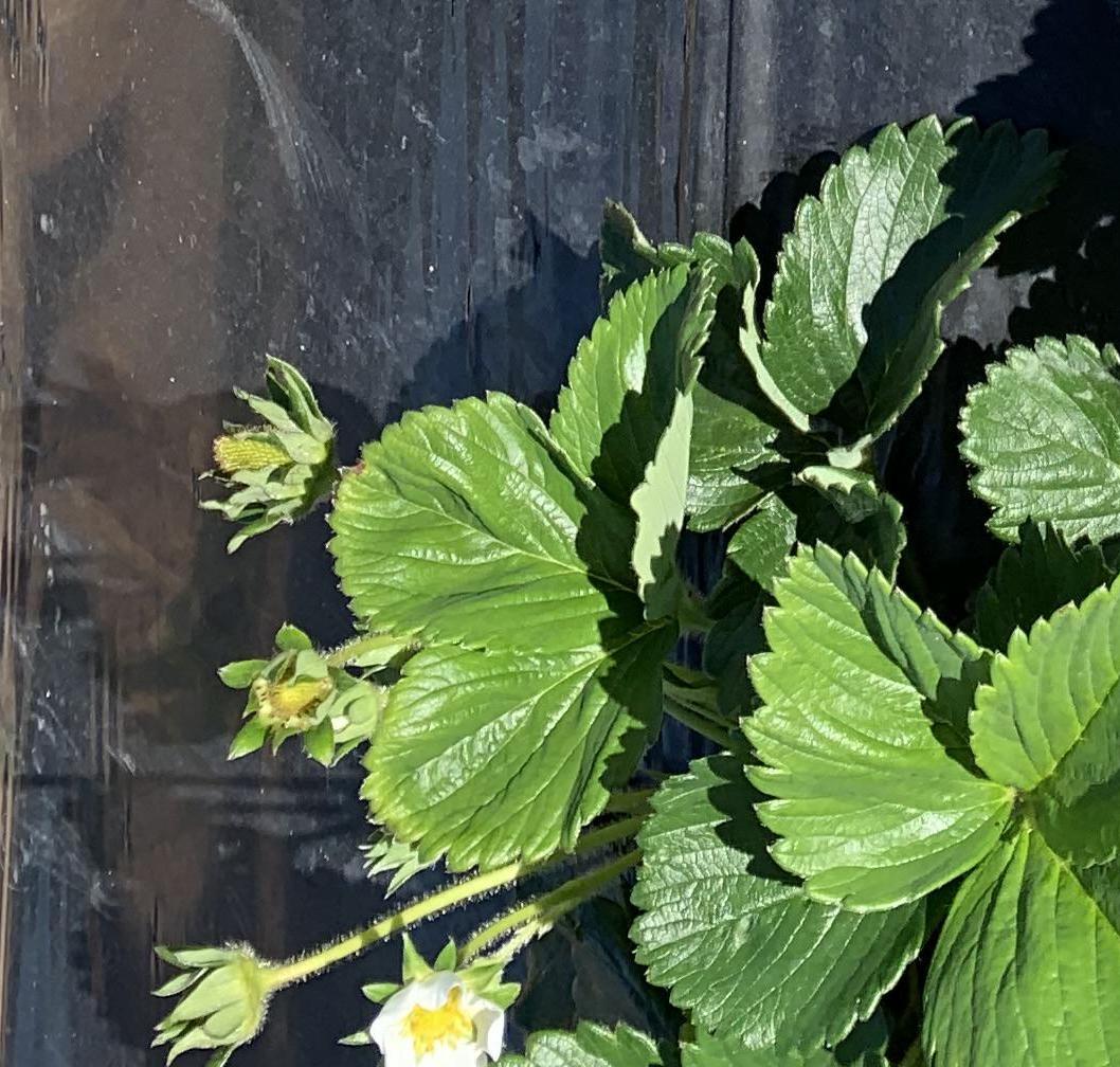 strawberry Instance Segmentation Model by ye