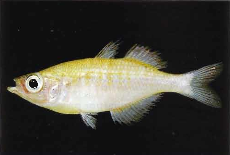 ikan Object Detection Dataset by nilam