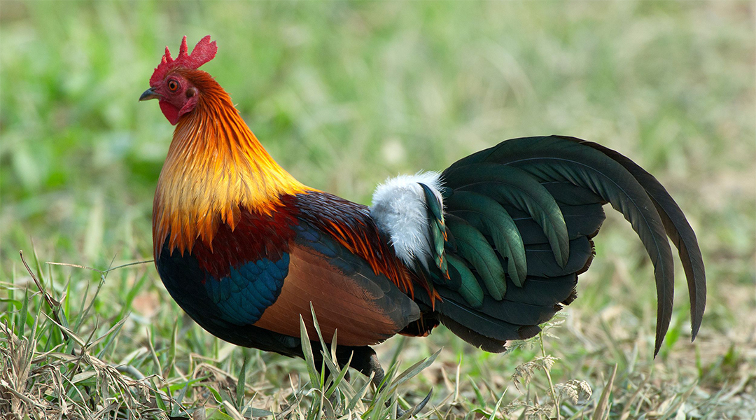 Chicken-Classification Classification Dataset and Pre-Trained Model by ...