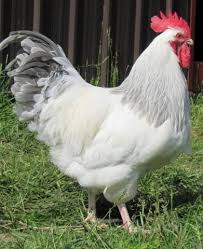 Chicken Detection Object Detection Model By Poultry Detection