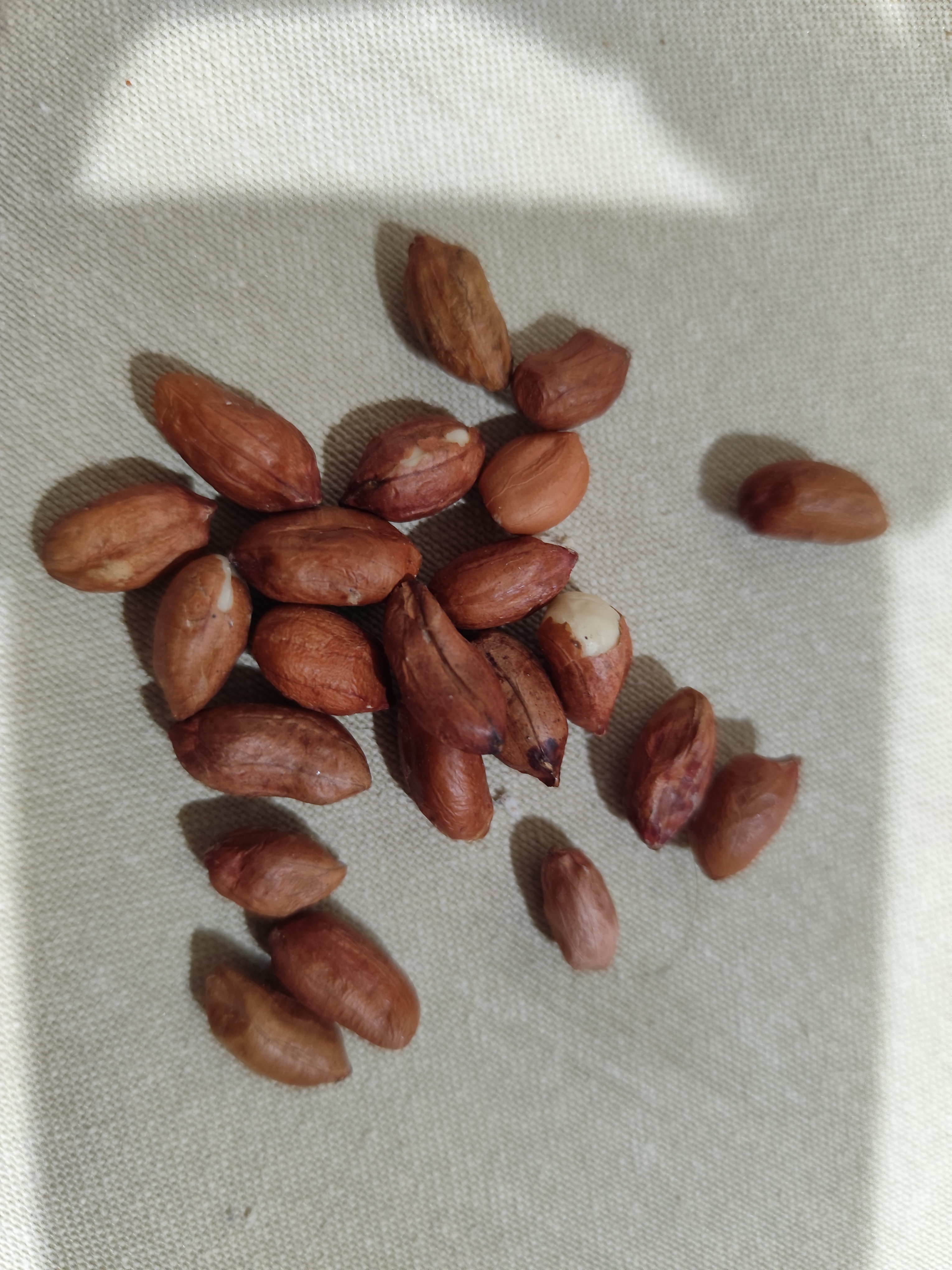 measuring peanuts Instance Segmentation Model by test