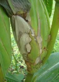 Maize Disease Classification Dataset by AdEMNEA