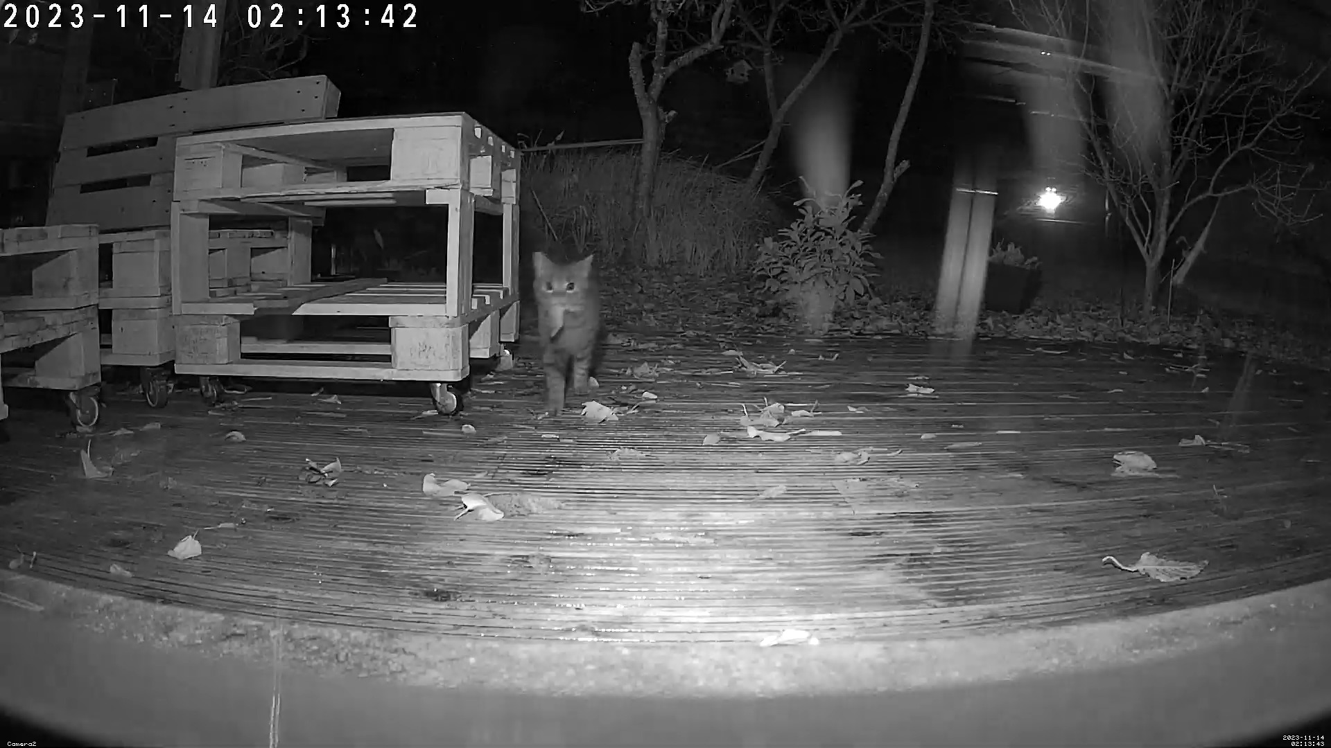 Cat With Prey Detection Object Detection Dataset By Workspace