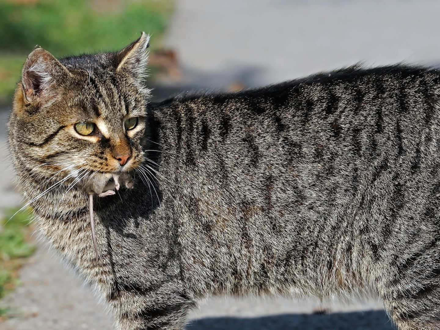 Prey Detection (bbox and polygon, mixed) Object Detection Dataset and Pre-Trained Model by Workspace