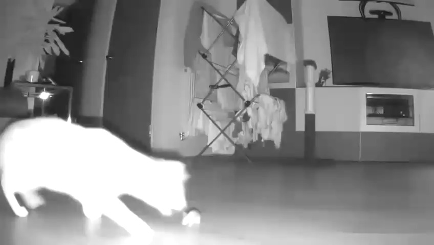 Cat Prey Object Detection Dataset by Workspace