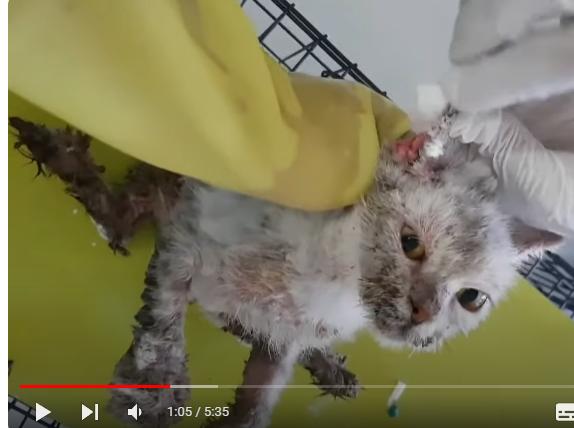 How to Use the Animal Skin Disease Object Detection API