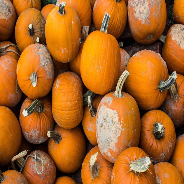 pumpkin Object Detection Dataset by ll