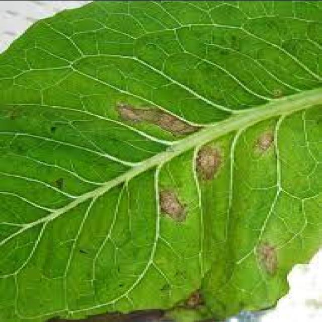 Lettuce Object Detection Dataset and Pre-Trained Model by muzafar