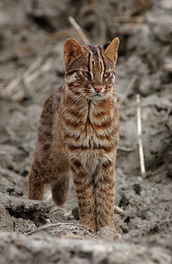 cat Object Detection Dataset (v1, 2021-11-11 4:33pm) by STUDY