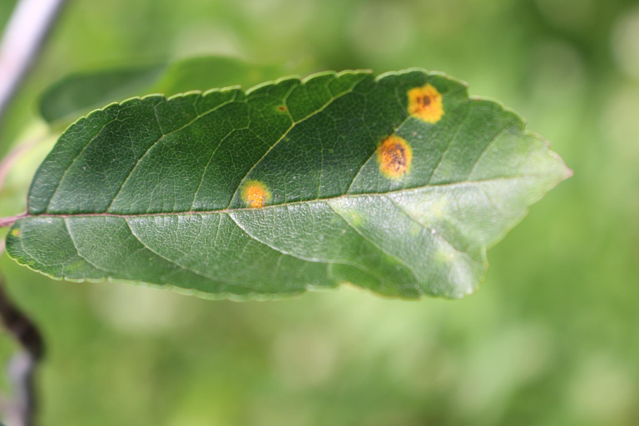 apple_disease Object Detection Dataset and Pre-Trained Model by ychen