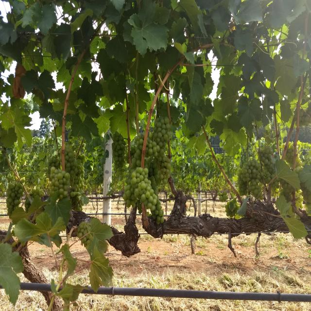 grape_detection Object Detection Dataset by elpstages