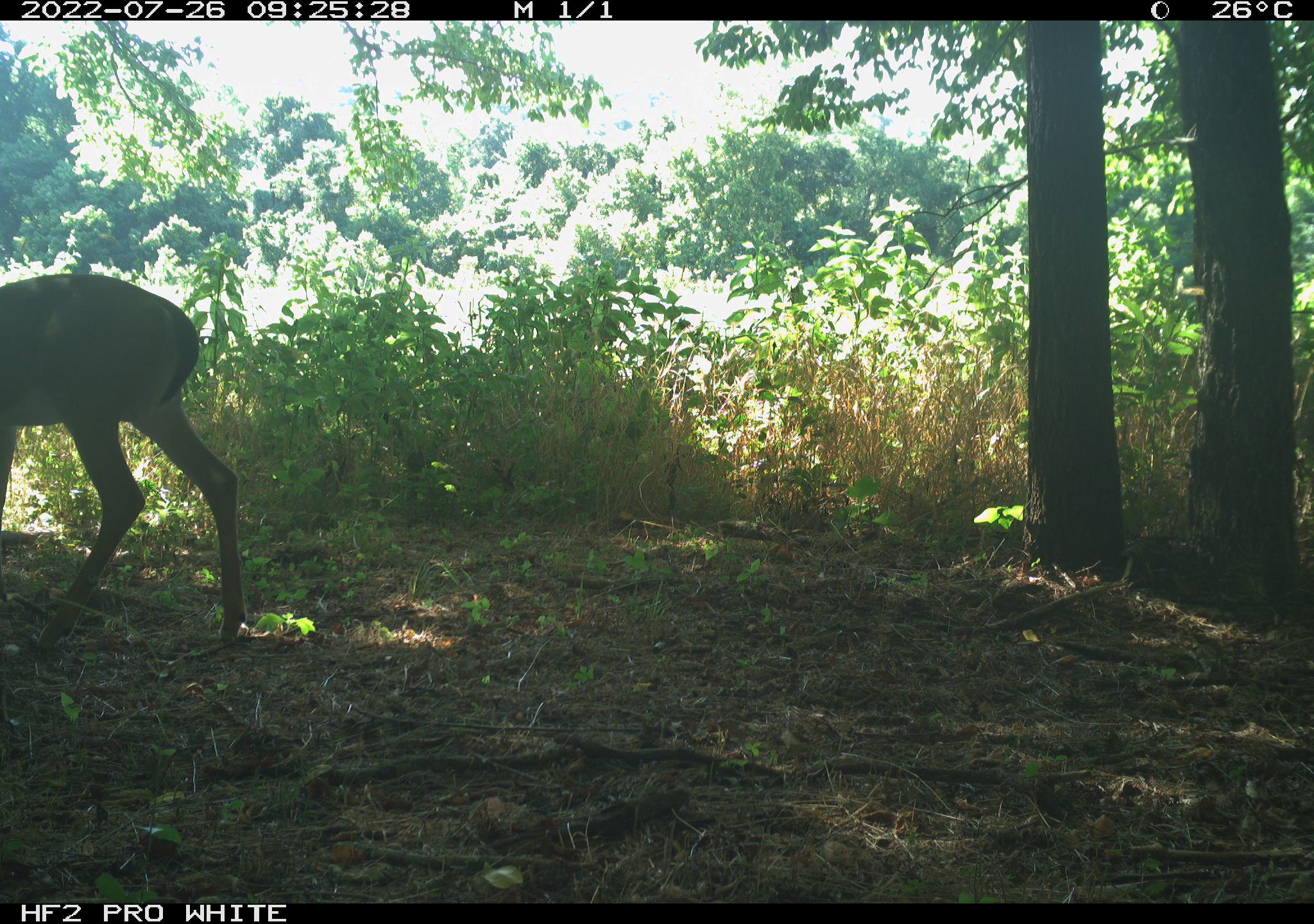 Heather Tries AI - Roboflow Universe