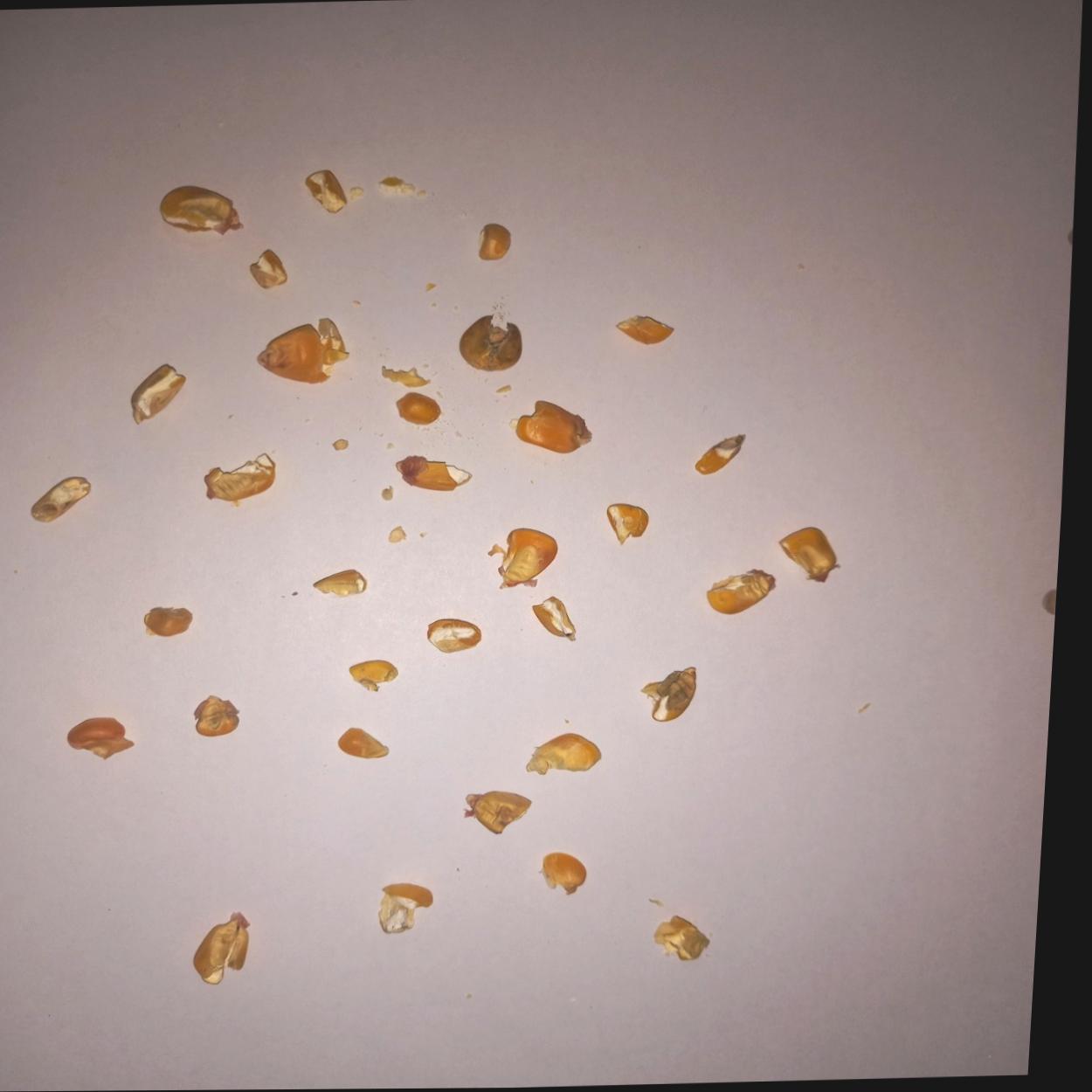 maizeandforeign Instance Segmentation Dataset and Pre-Trained Model by maize