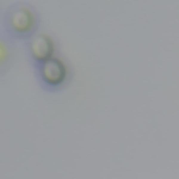 Different Size Of Cells Instance Segmentation Dataset By Ntust