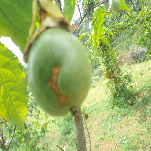 makerere-passion-fruit-disease-detection Object Detection Dataset by Wassim henia
