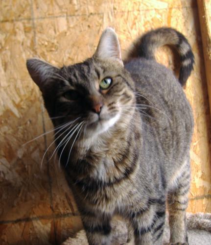 Dog vs Cats Object Detection Dataset and Pre-Trained Model by Lev