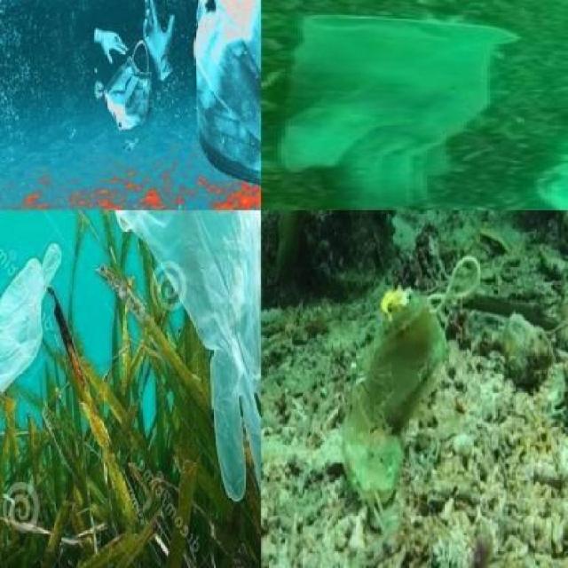 Underwater_Marine(Planetscope) Object Detection Dataset and Pre-Trained Model by Mekhala