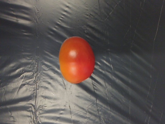 Tomato detector Classification Dataset and Pre-Trained Model by tomatoes