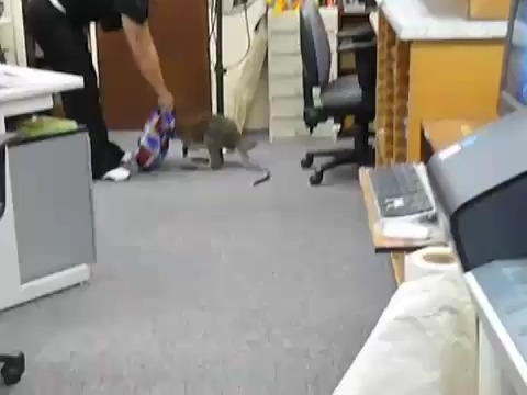 MSVD Object Detection Dataset by Gayathri