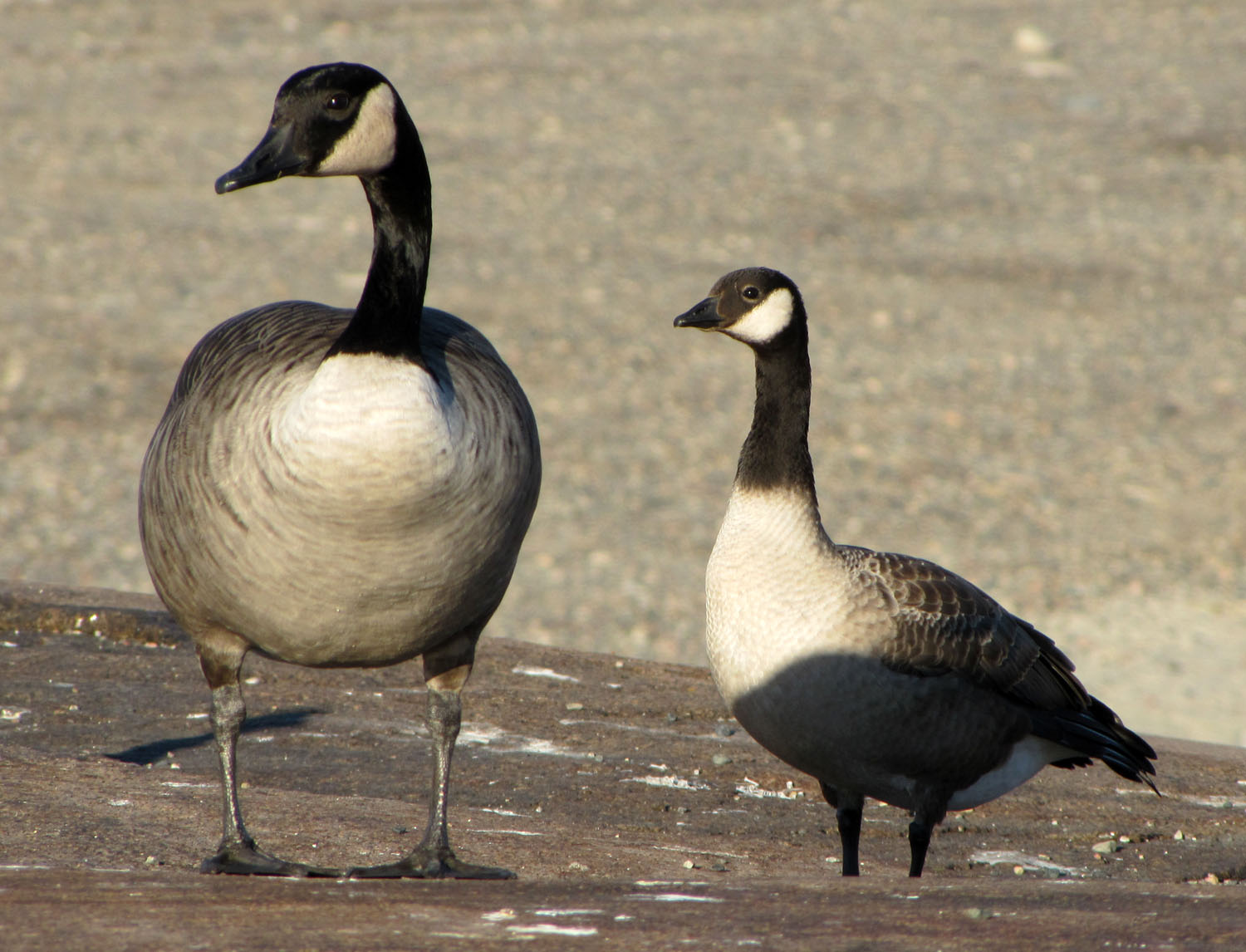 geese_detection_smallset Object Detection Dataset by new-workspace-bsdcw