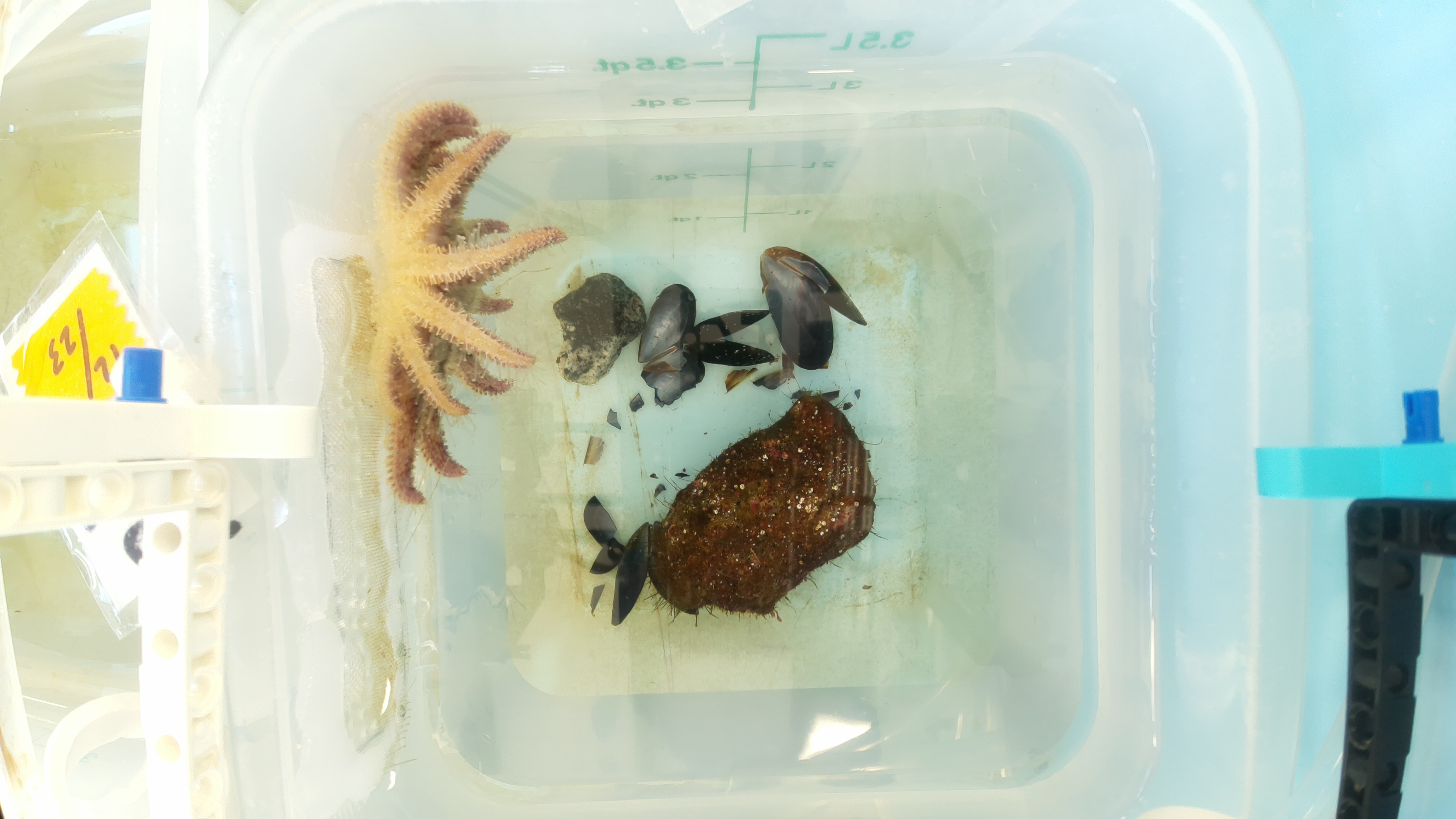 SunflowerStarSeg Instance Segmentation Dataset by SunflowerStarLab