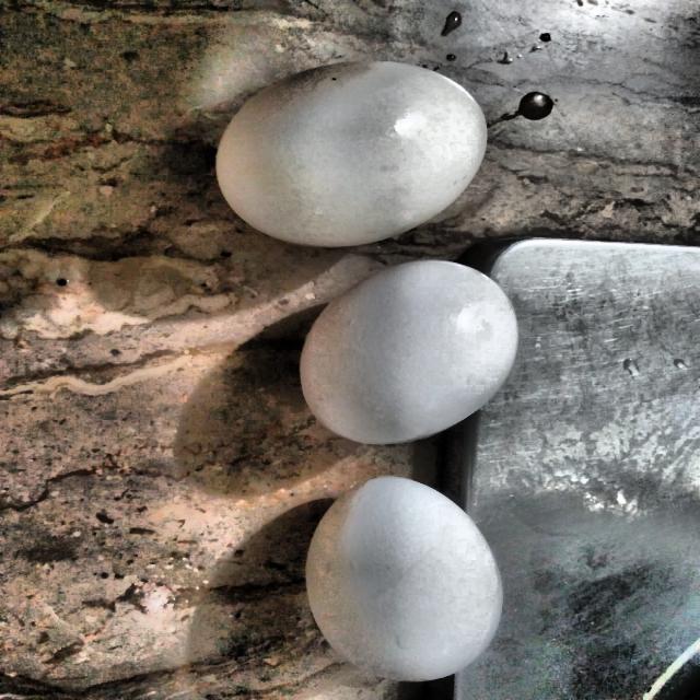 egg Object Detection Dataset by capylover