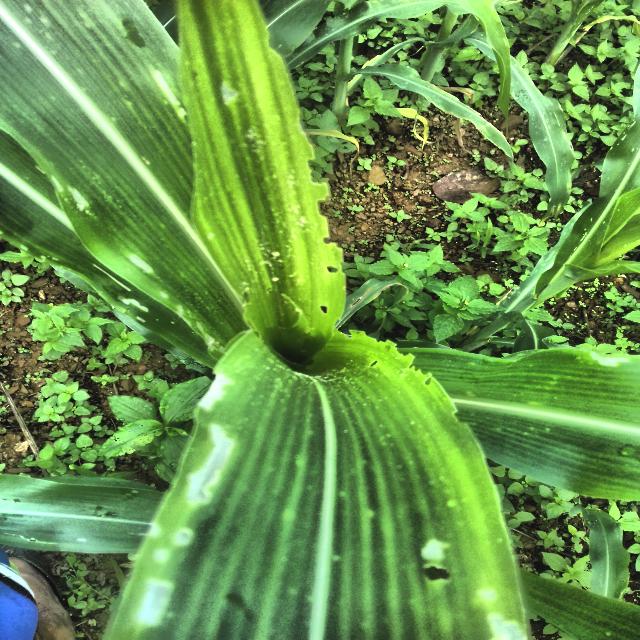 Corn disease leaves Object Detection Dataset by corn disease