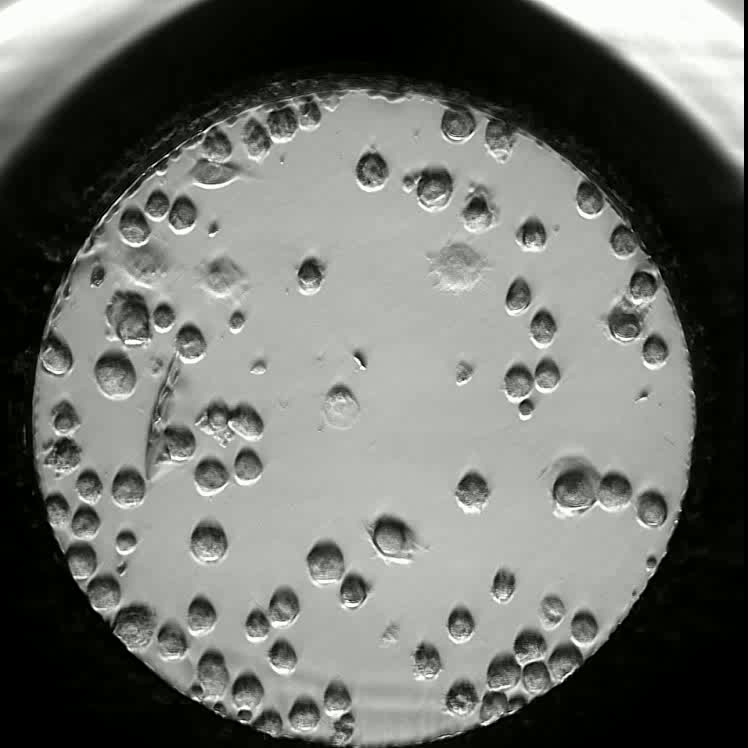 Stem Cell Tracking Object Detection Dataset and Pre-Trained Model by Shahid Beheshti University