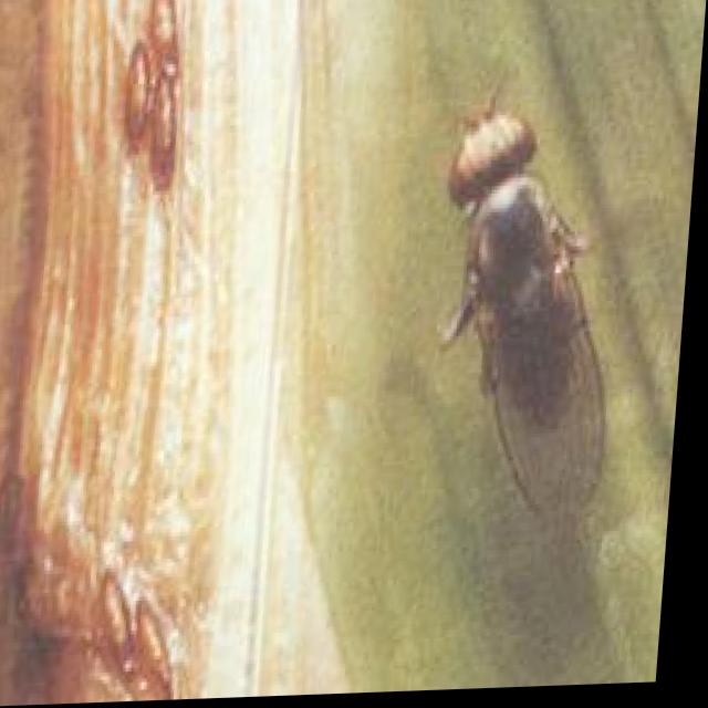 Pests Object Detection Dataset By Pestnames