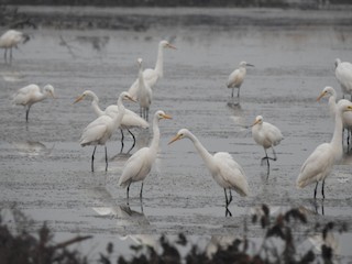 birds Classification Dataset by kku