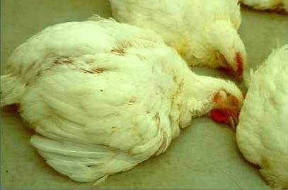 coding (coding-hysjm) - Roboflow Universe