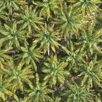 Kipak YOLO - Roboflow Universe