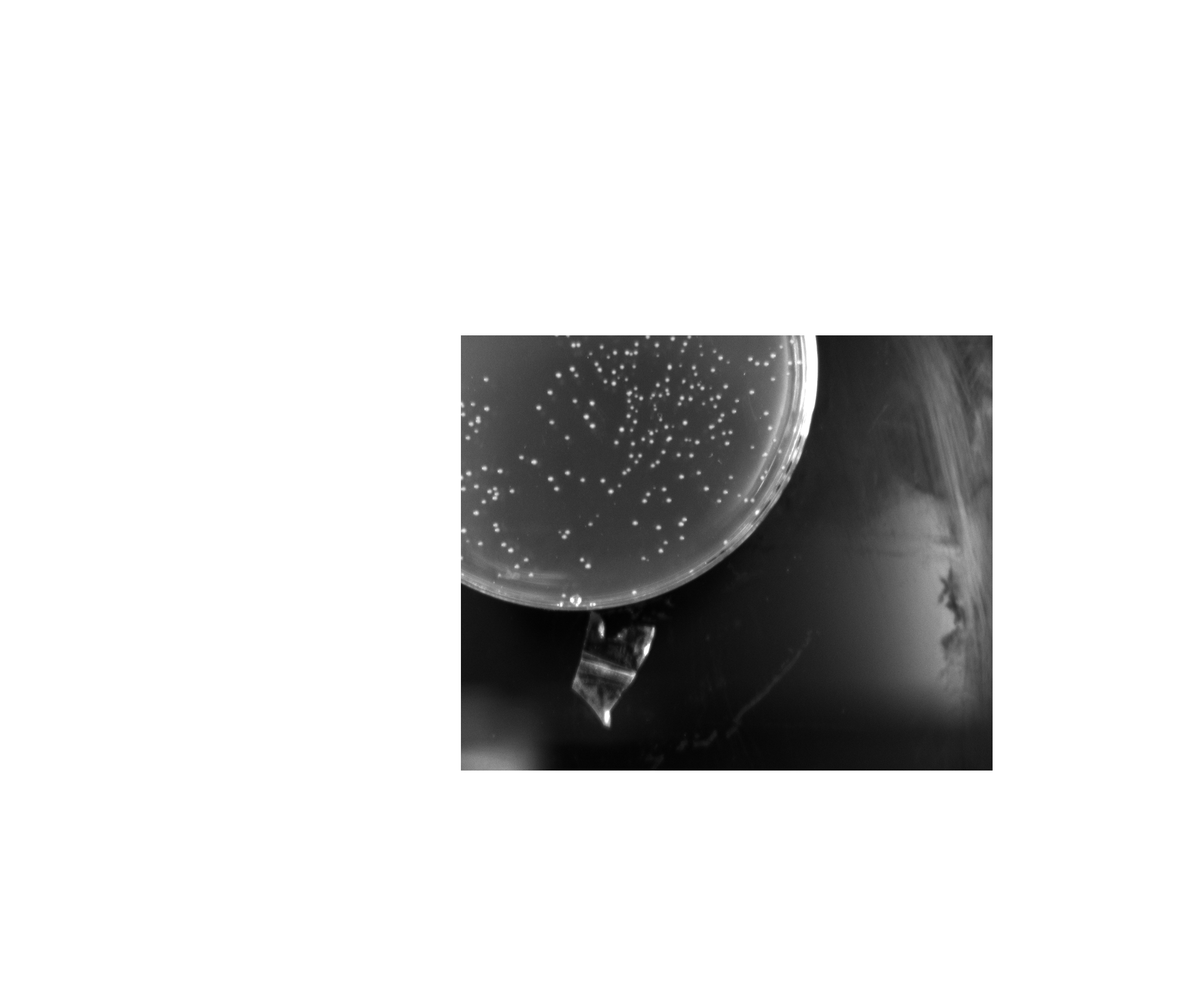 bacteria Object Detection Dataset by yhh