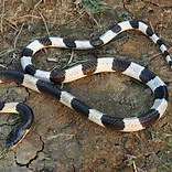 snakes Object Detection Dataset by snakes