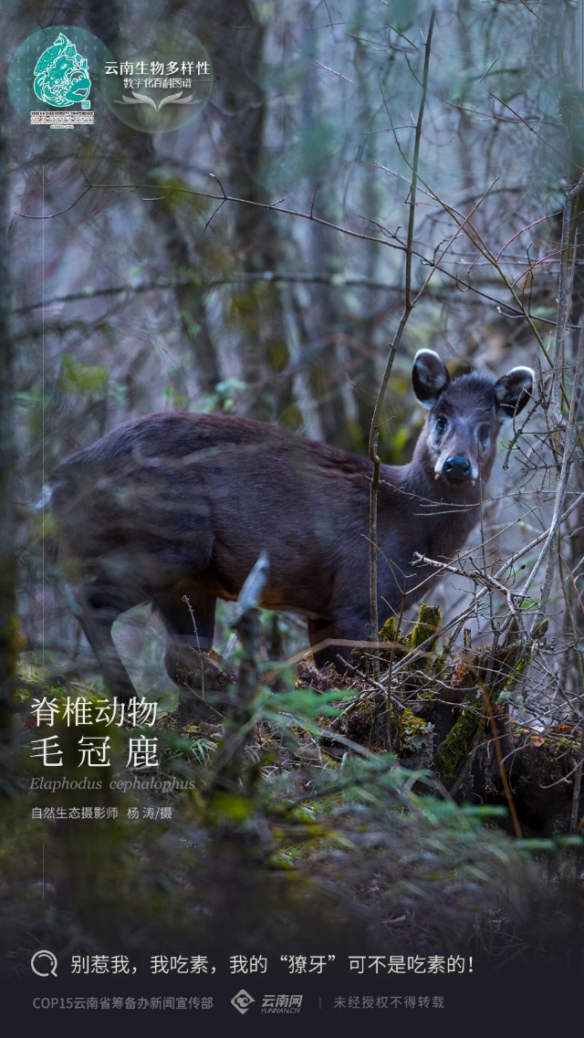 My First Project Object Detection Model by ginger