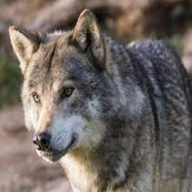 wolf detection Object Detection Dataset by vit