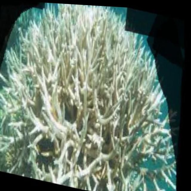 Coral Reef Classification Classification Dataset By Twork