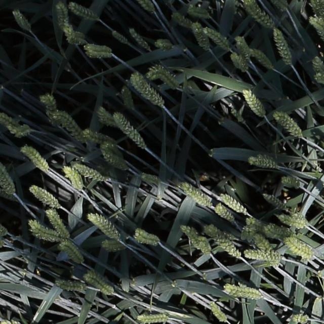Gwhd Kaggle Instance Segmentation 3 0 Instance Segmentation Dataset And Pre Trained Model By 23