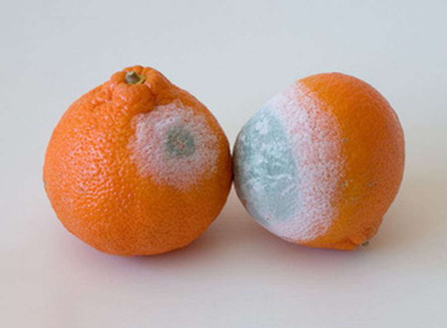 First Projet Object Detection Dataset And Pre Trained Model By Rotten