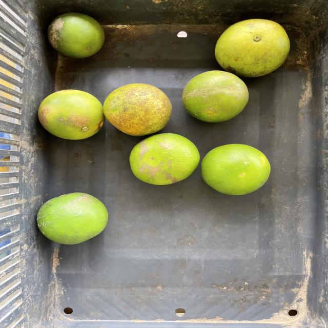 Prueba 1 Instance Segmentation Dataset and Pre-Trained Model by Thesis