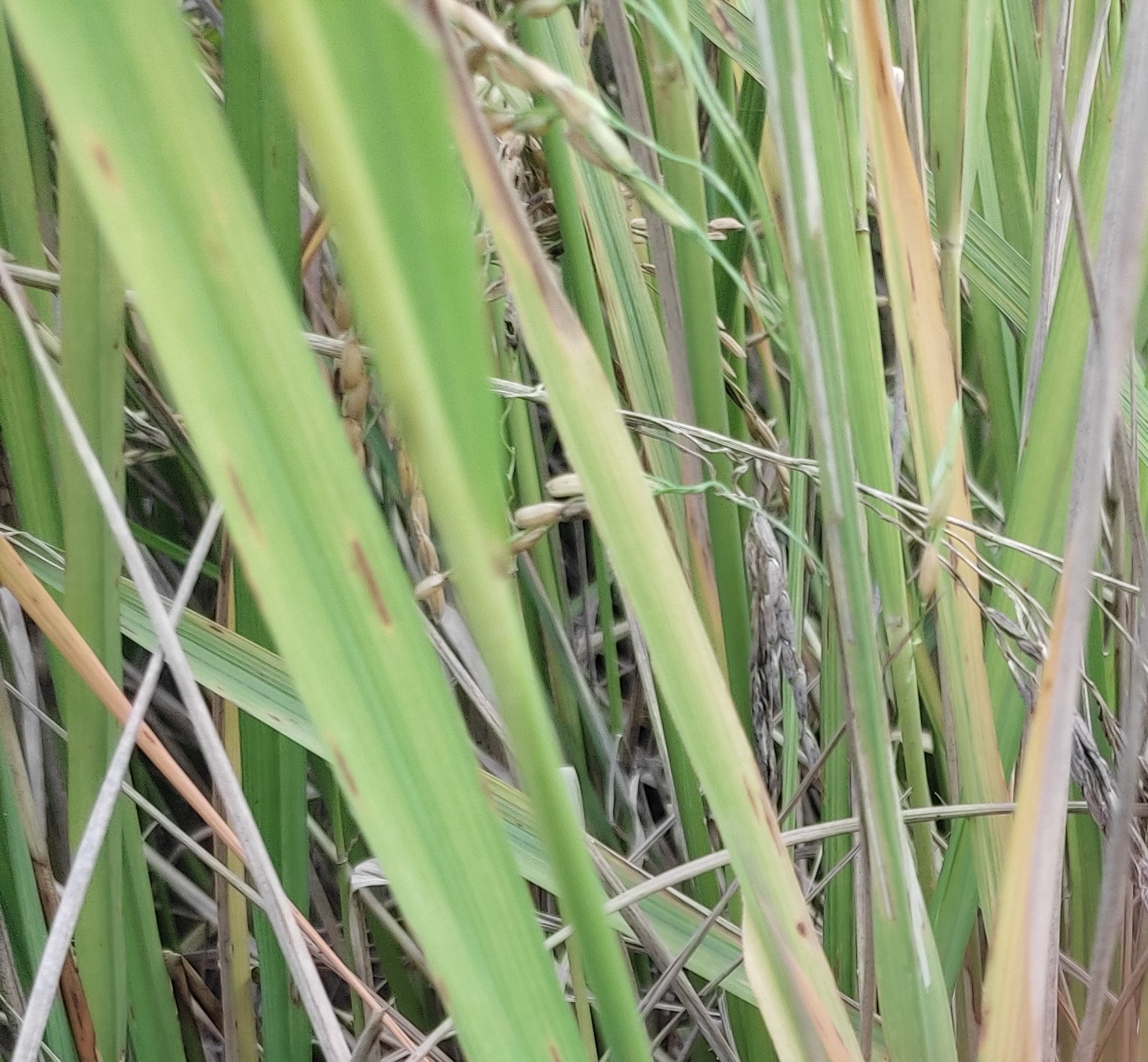 Rice leaf disease yolo Object Detection Dataset by Rony