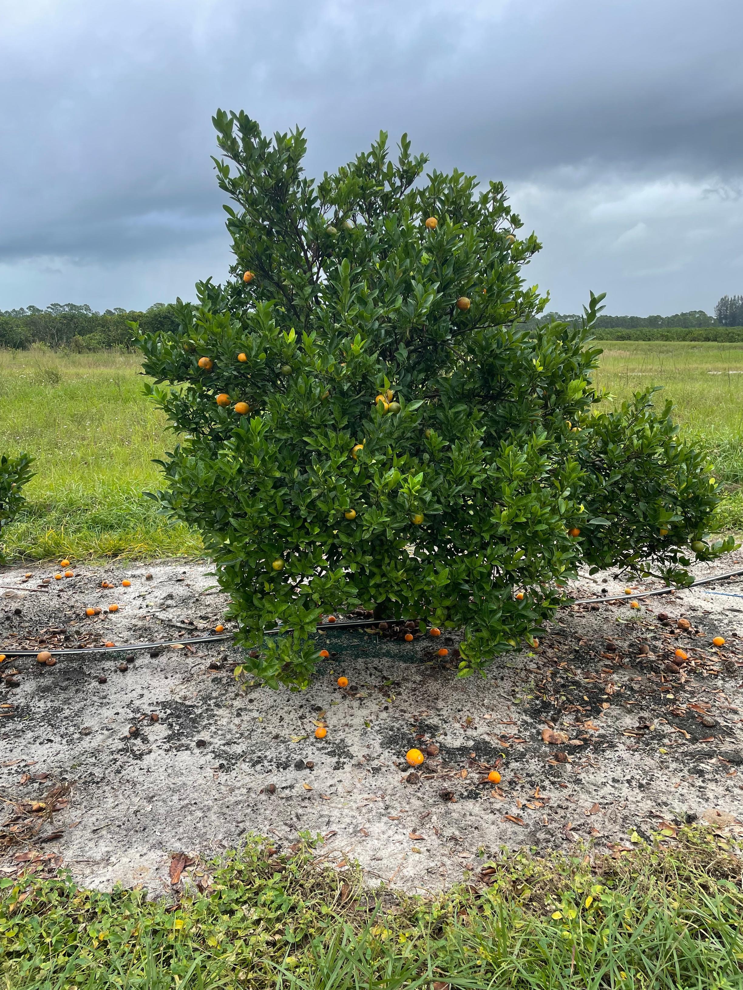 arance det Object Detection Dataset by Mauro Roscini